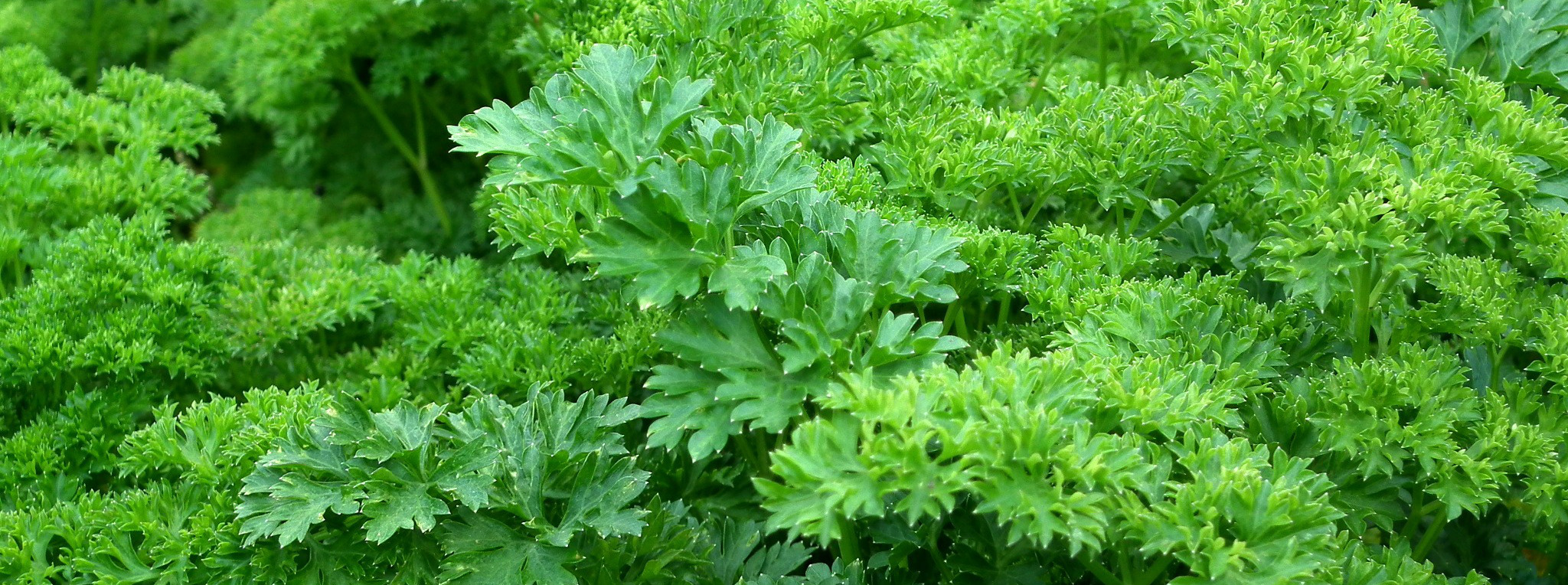 parsley_short – Plant A Row – Lehigh Valley
